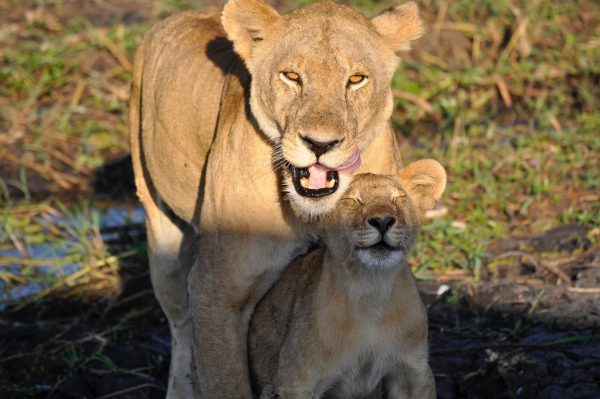 Everything You Need to Know About Toledo Zoo | TouristSecrets
