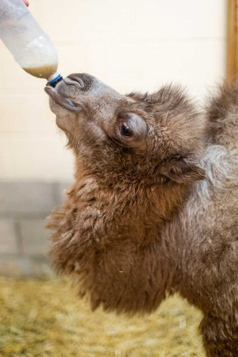 Everything You Need to Know About Toledo Zoo | TouristSecrets