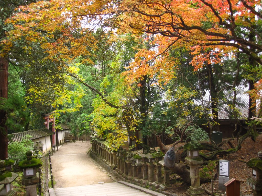 Best Things To Do In Nara When You're Visiting Japan