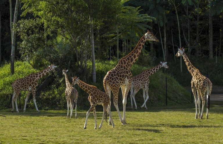 Everything You Need To Know About The Australia Zoo | TouristSecrets
