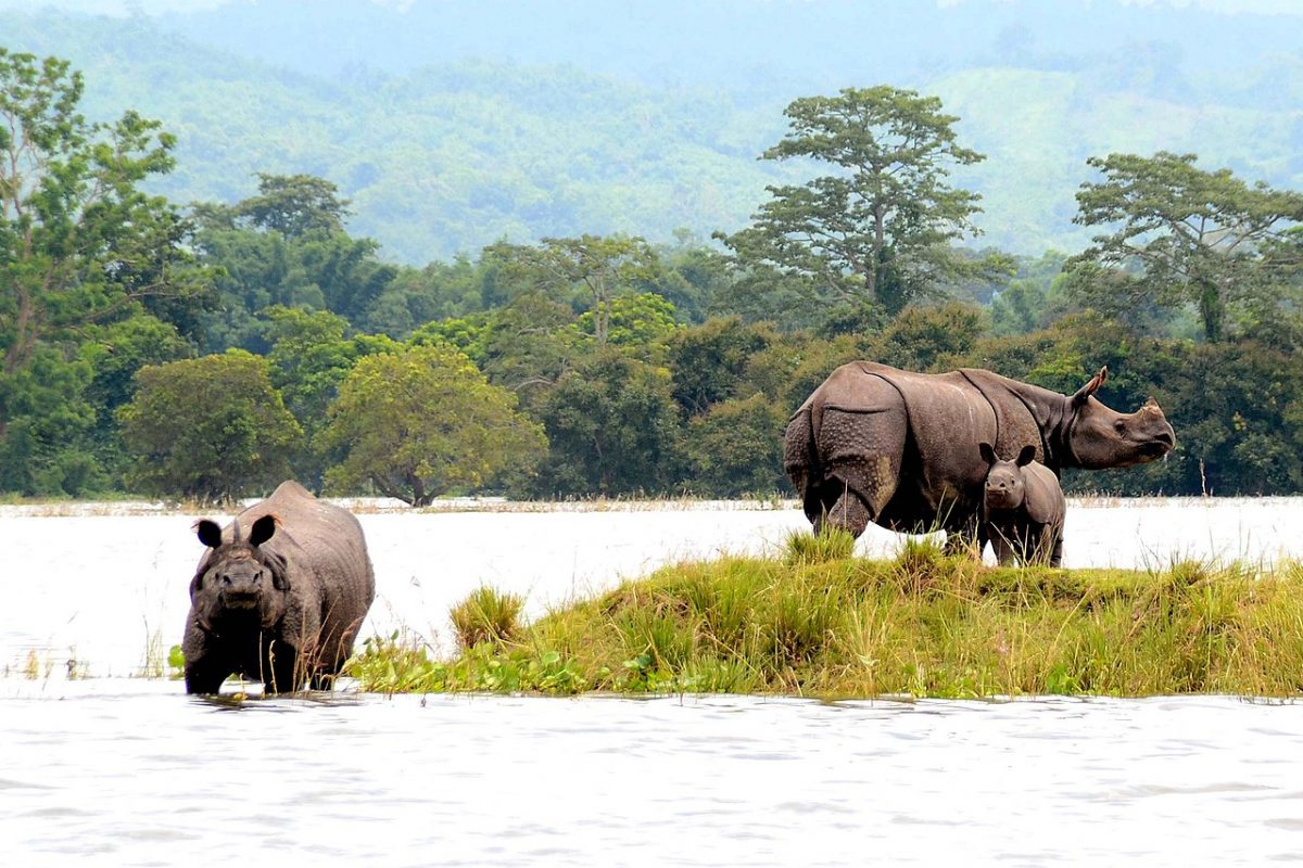 10 Best National Parks In India | TouristSecrets