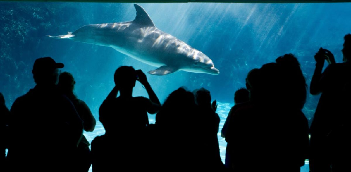 Your Complete Guide to Florida Aquarium | TouristSecrets