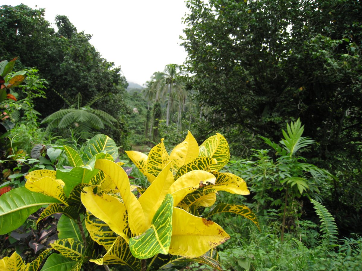 Melanesia: Where Is It And Why You Should Visit | TouristSecrets