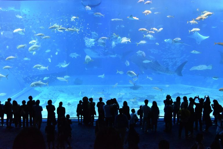 Top 10 Spectacular Must-Visit Aquariums in the World | TouristSecrets
