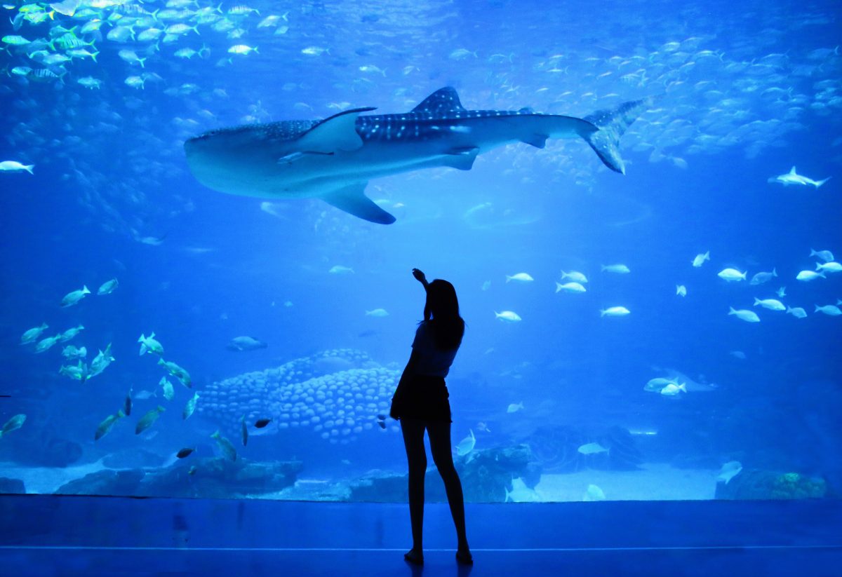 Top 10 Spectacular Must-Visit Aquariums in the World | TouristSecrets