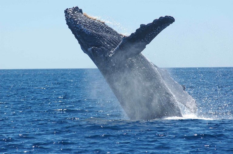 Your Complete Guide To The Noosa National Park, Australia