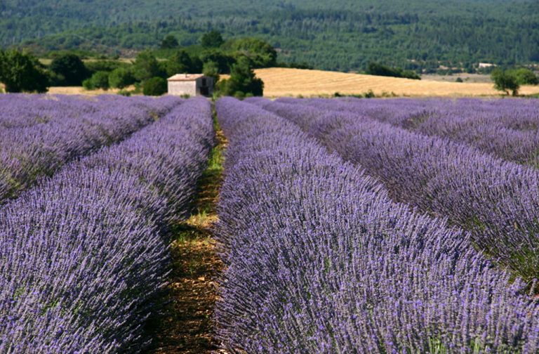 20 Must-Visit Places in the French Countryside | TouristSecrets