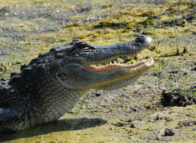 27 Best Things To Do In Key Largo | TouristSecrets