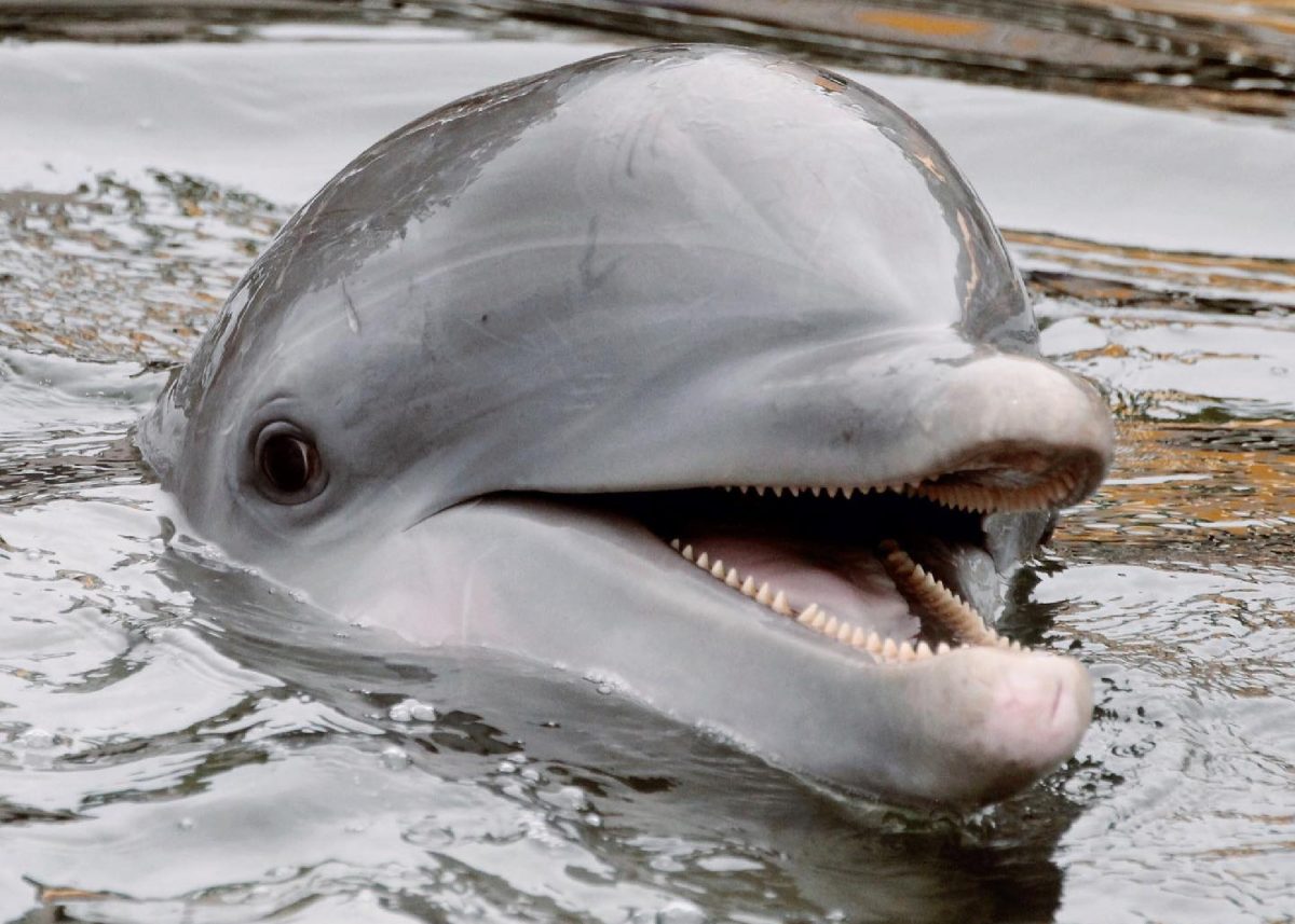 27 Best Things To Do In Key Largo | TouristSecrets