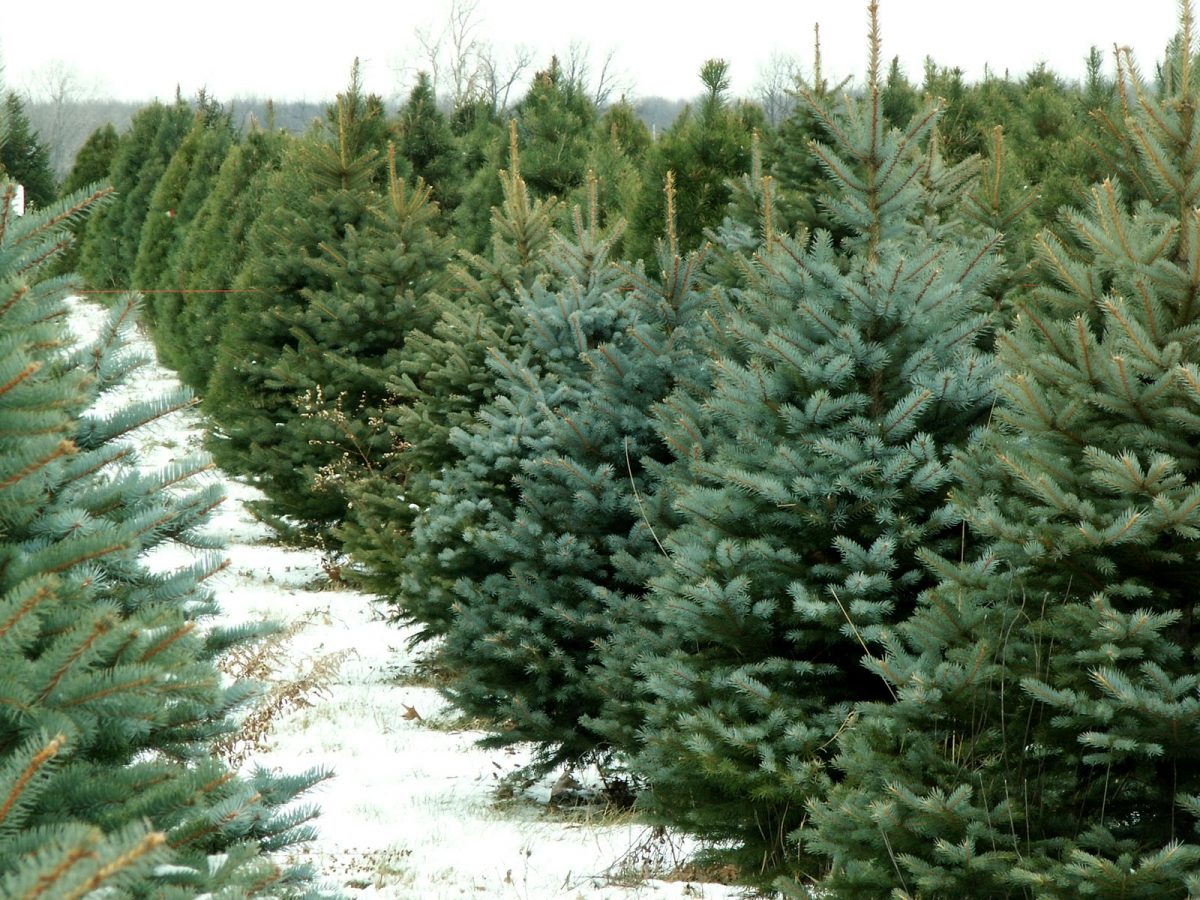 20 Best Christmas Tree Farm Near Me in the USA | TouristSecrets