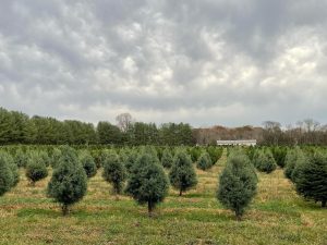 20 Best Christmas Tree Farm Near Me in the USA | TouristSecrets