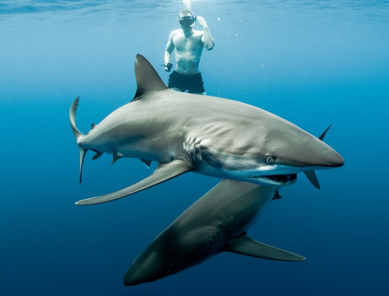 The Shark Hunters of Cabo San Lazaro | TouristSecrets