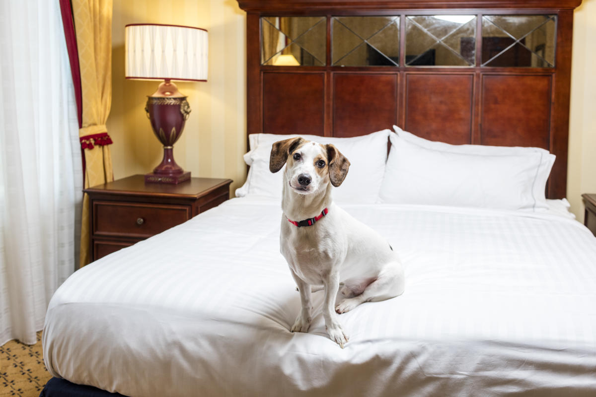 The Top Pet-Friendly Hotels in Alabama | TouristSecrets