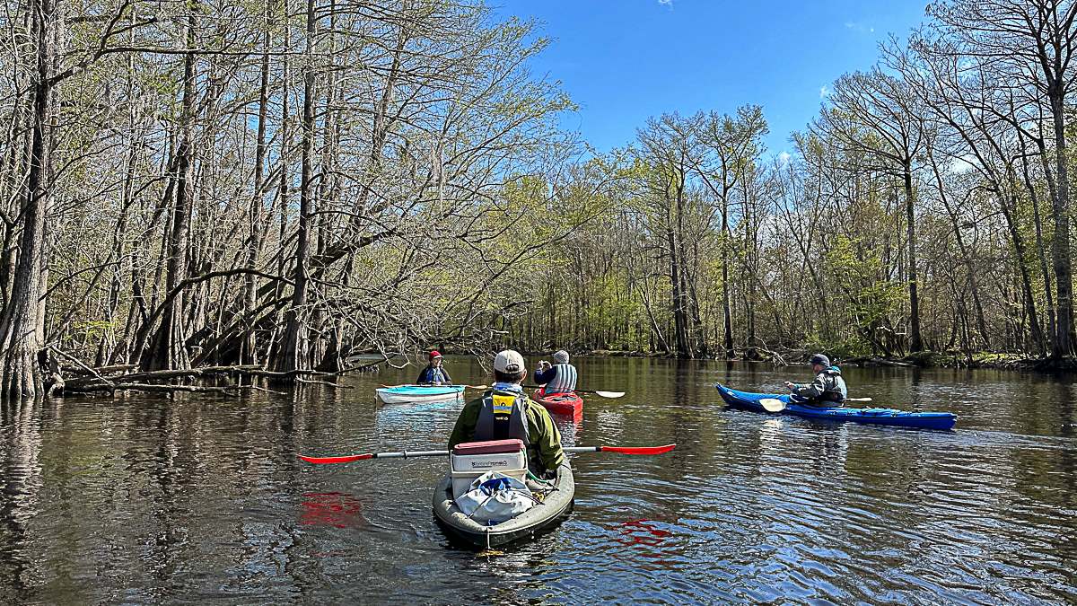 Mystical Beauty Of Jones Lake State Park's Carolina Bay | TouristSecrets