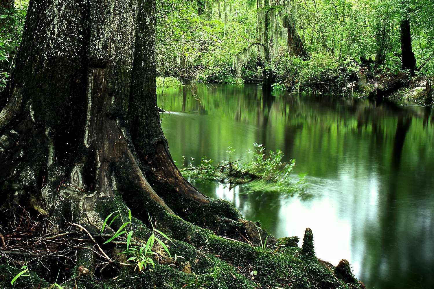 Paddle Through The Mystique Of Lumber River | TouristSecrets