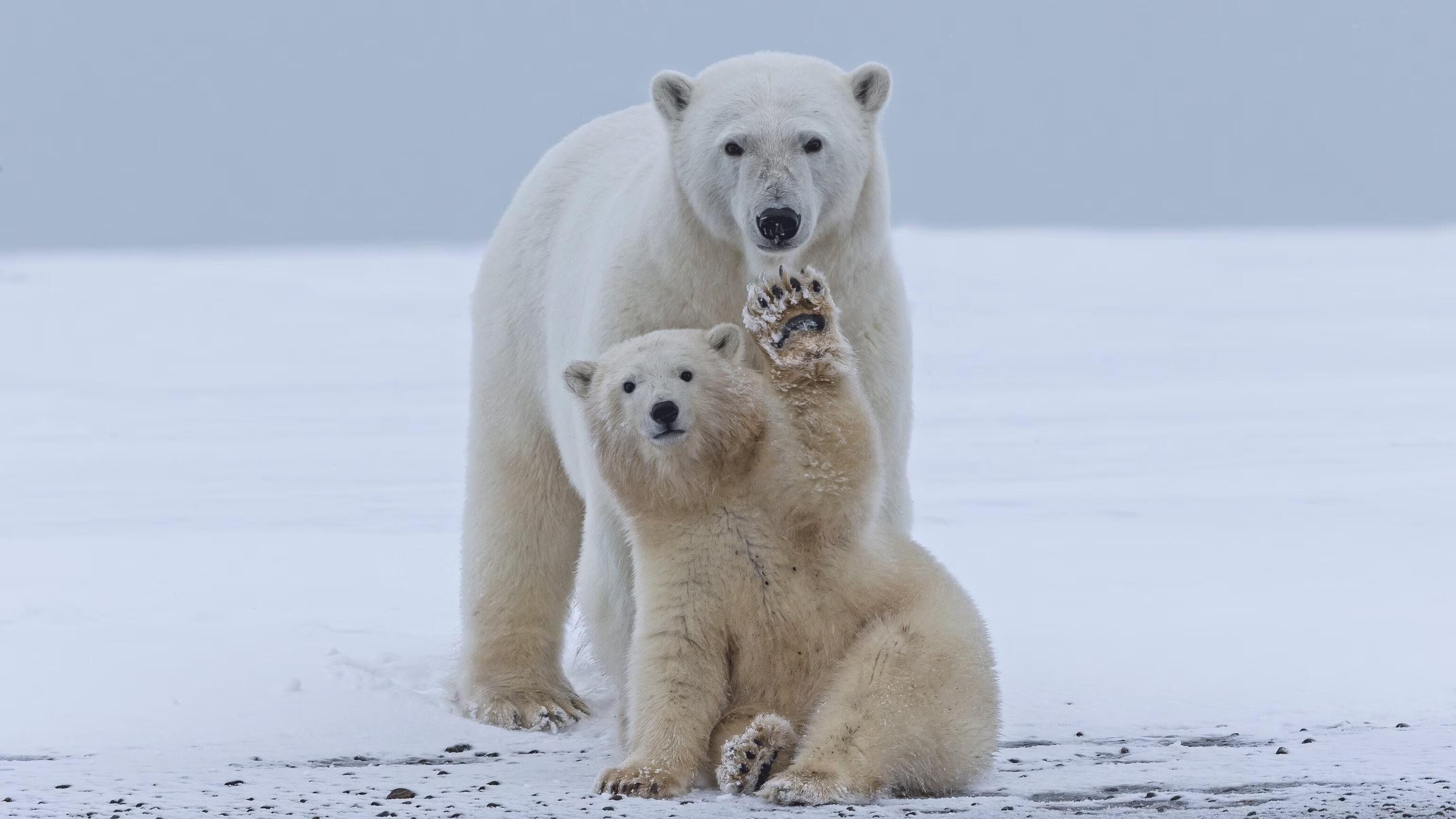 Polar Bears And Inupiat Traditions In Barrow | TouristSecrets