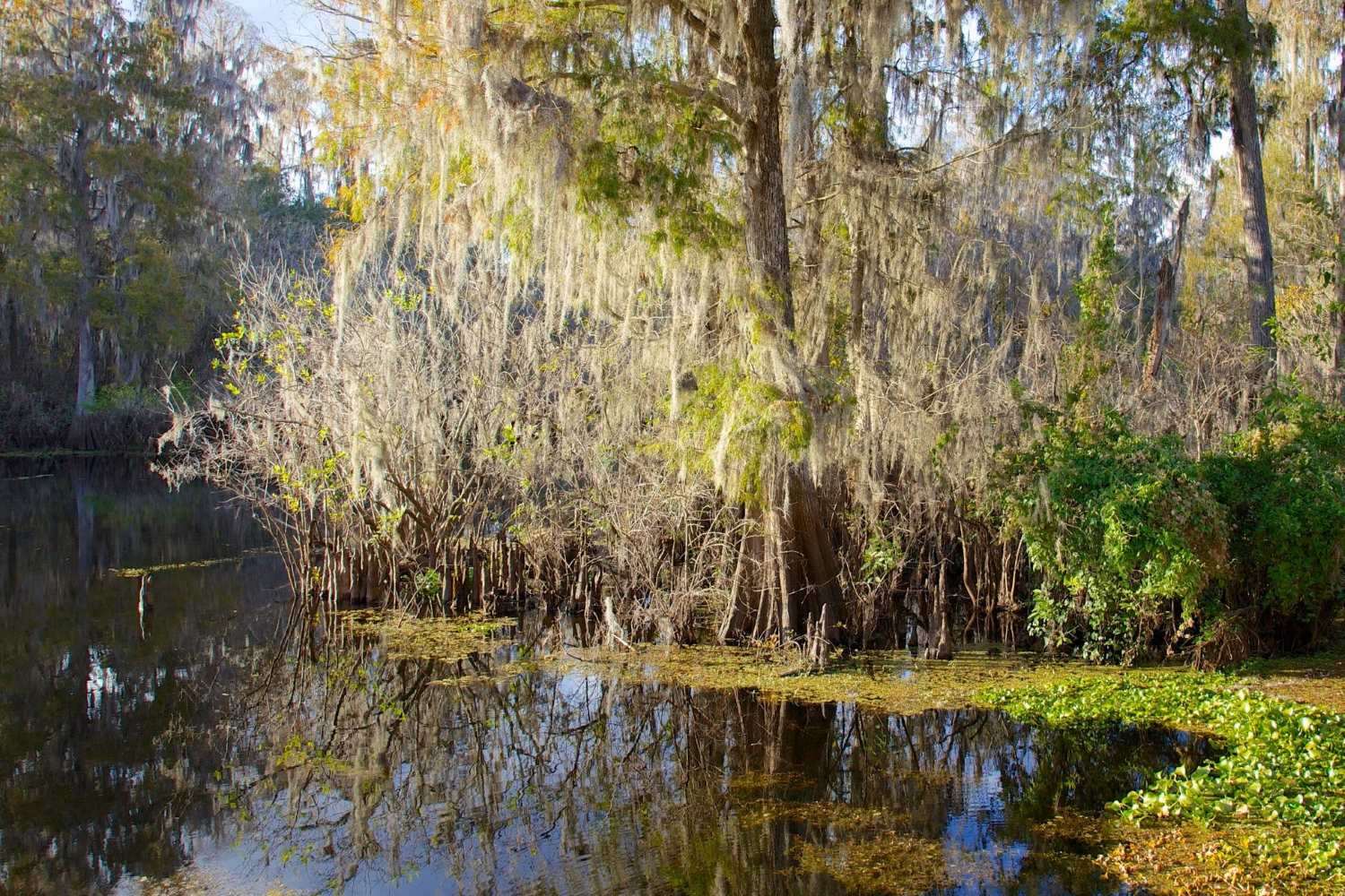 Stroll Through Lettuce Lake's Enchanting Cypress Swamp | TouristSecrets