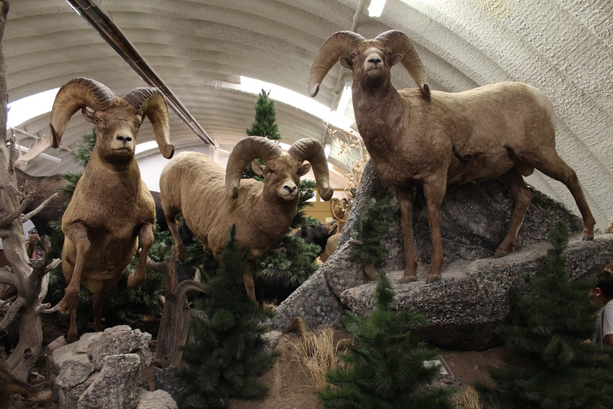 Unveil The Wonders Of Shoshoni's Wind River Heritage Center ...