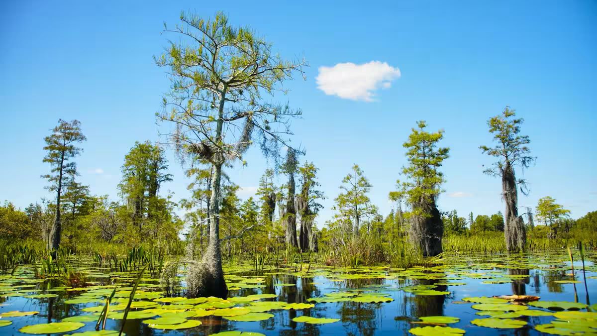 Wetland Wonders Await At Lake Alice National Wildlife Refuge ...