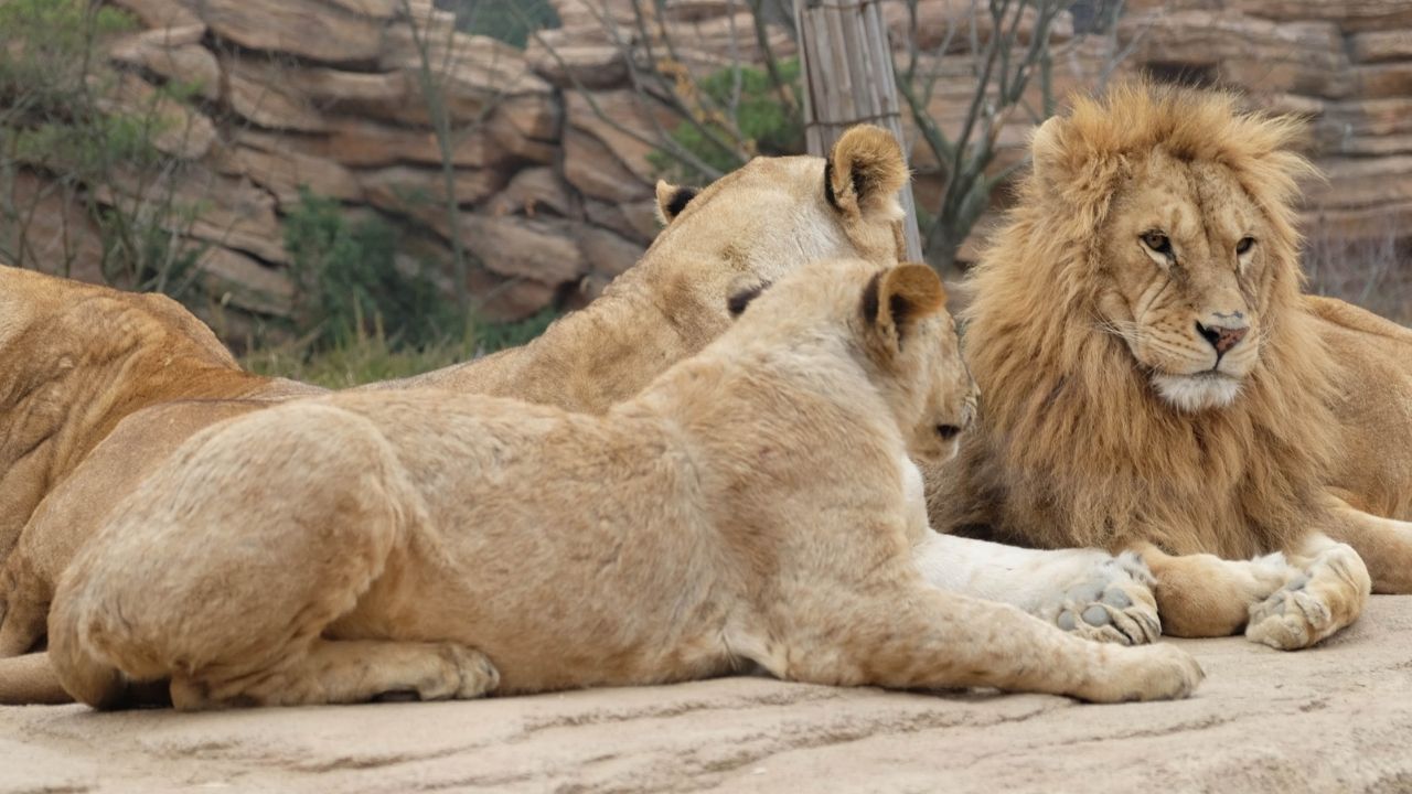 Roar With Excitement At Lion Habitat Ranch | TouristSecrets