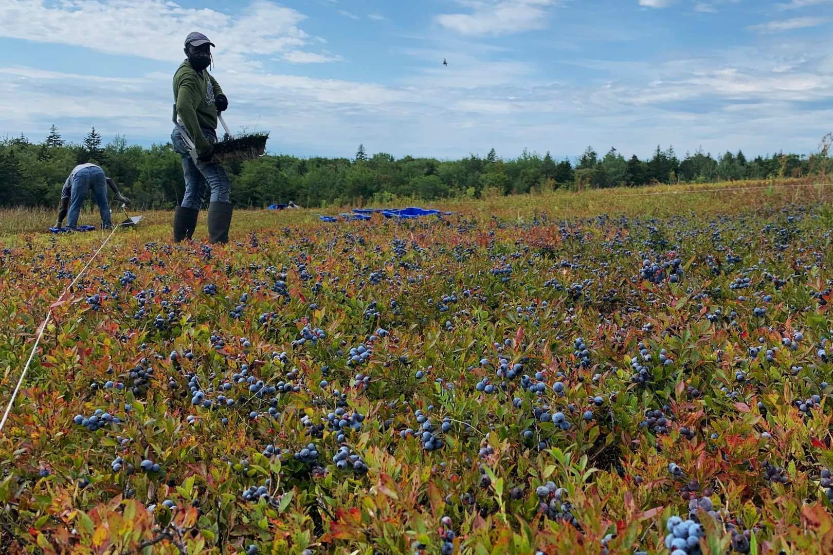 Maine's Secret Wild Blueberry Fields | TouristSecrets