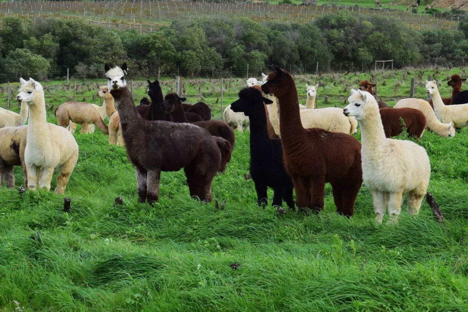 Arizona's Secret Alpaca Ranches Wooly Adventures Await | TouristSecrets