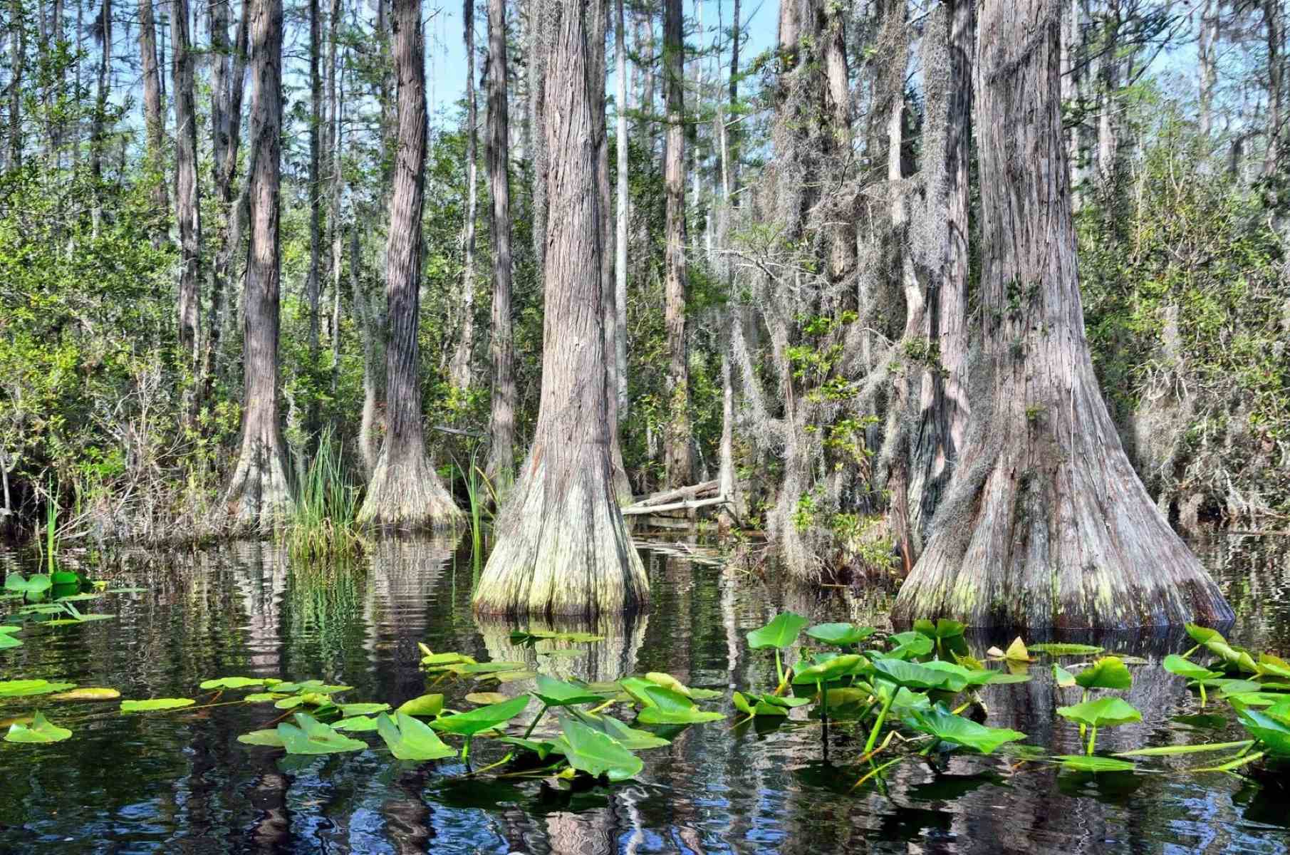 Hidden Boardwalks Of Georgia's Okefenokee Swamp | TouristSecrets