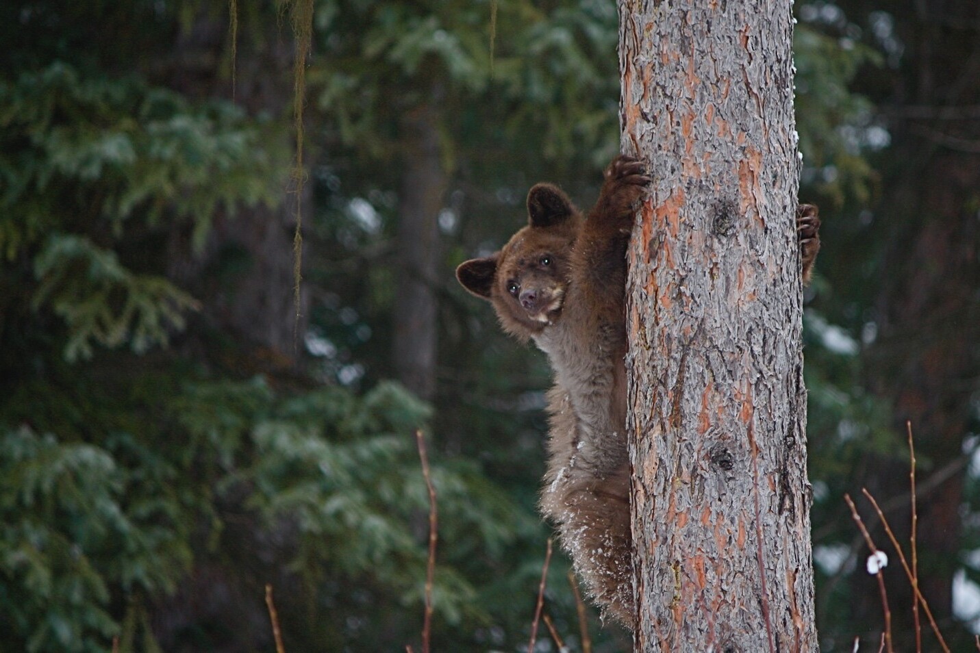 Idaho's Secret Snowdon Wildlife Sanctuary Encounters | TouristSecrets