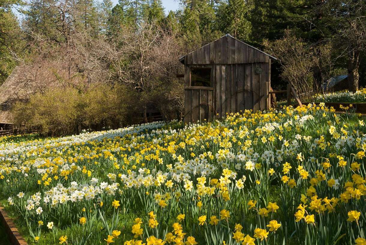 Mysteries Of California's Daffodil Hill | TouristSecrets