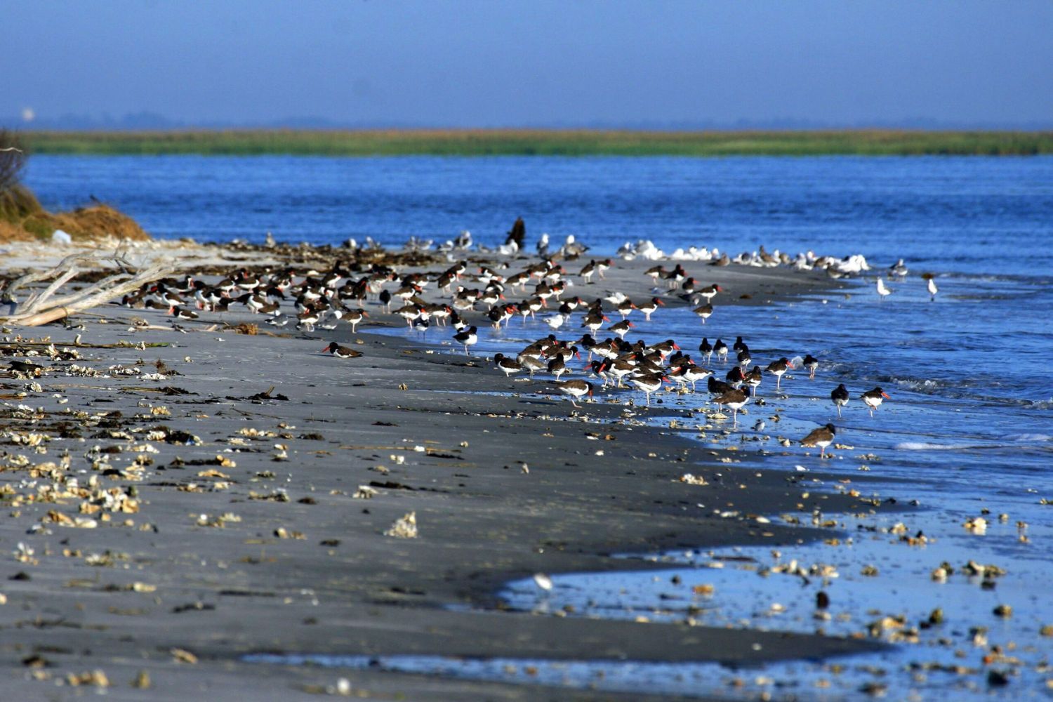 Hidden River Islands Of Georgia's Wolf Island | TouristSecrets
