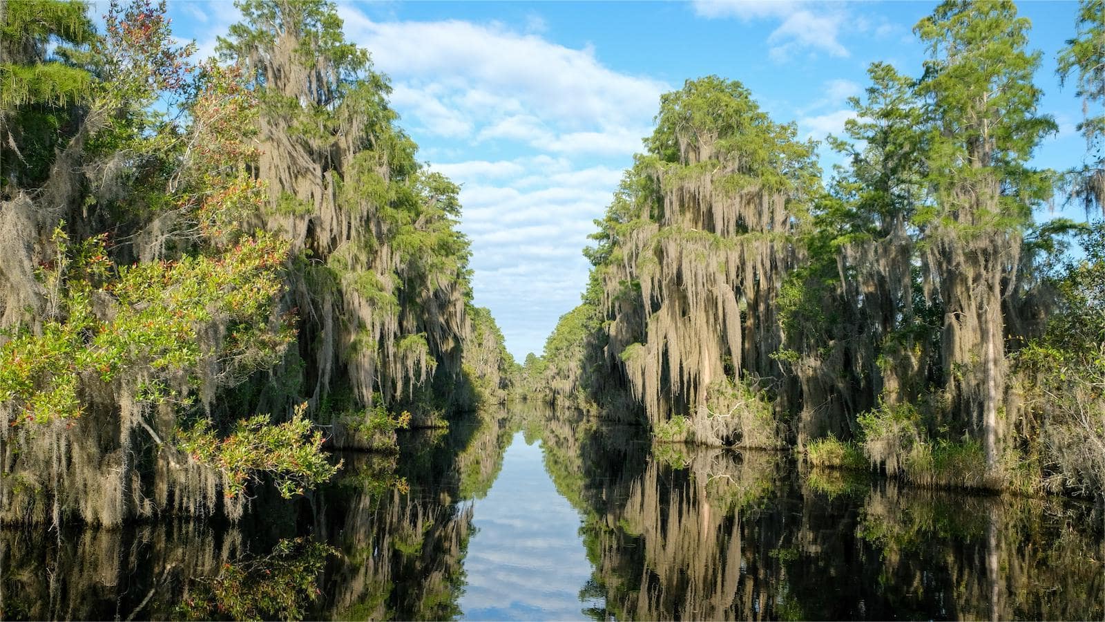 Secrets Of Georgia's Okefenokee Swamp Cypress Domes | TouristSecrets