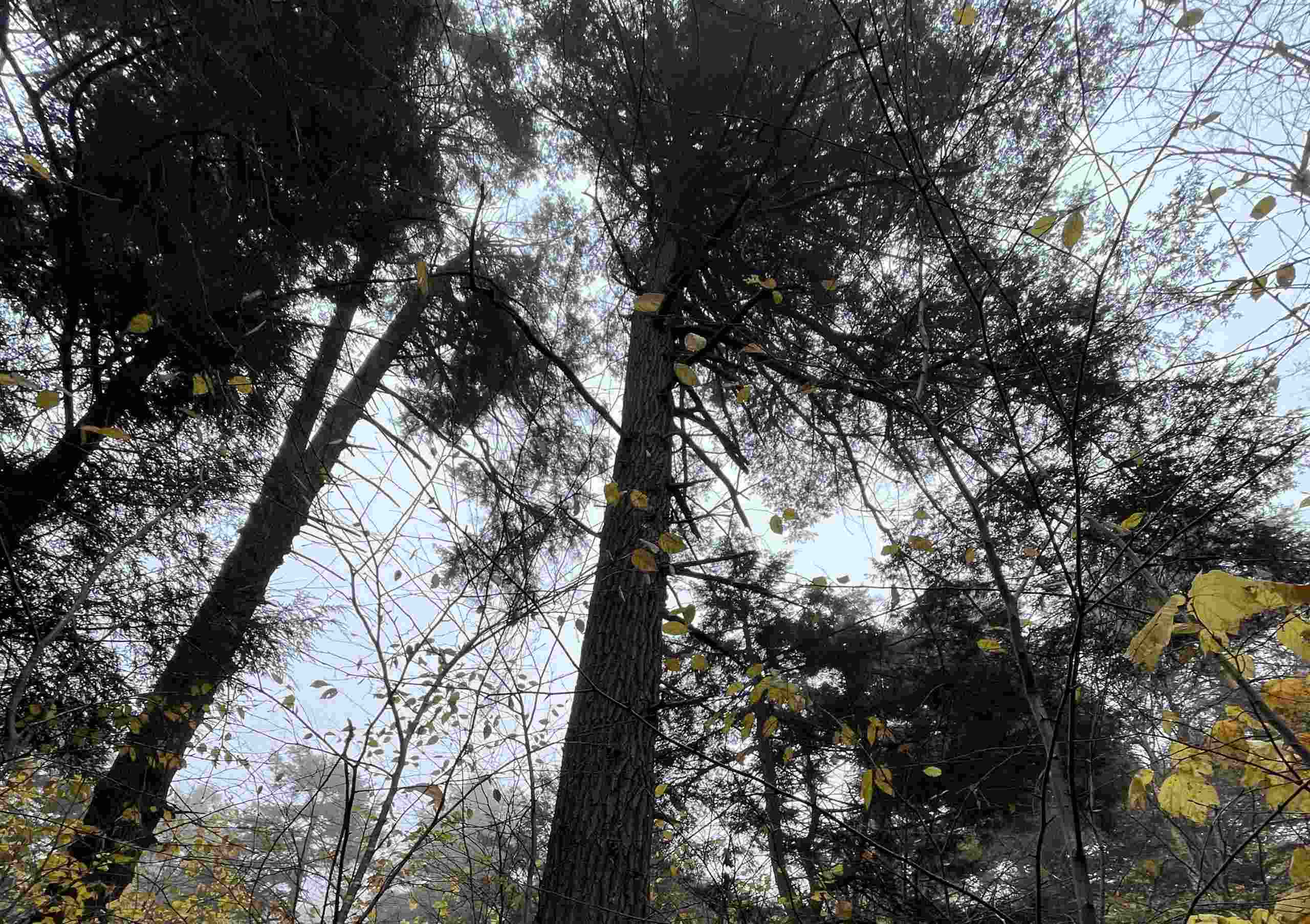 Hidden Wonders Of Pennsylvania's Cook Forest Cathedral Pines ...