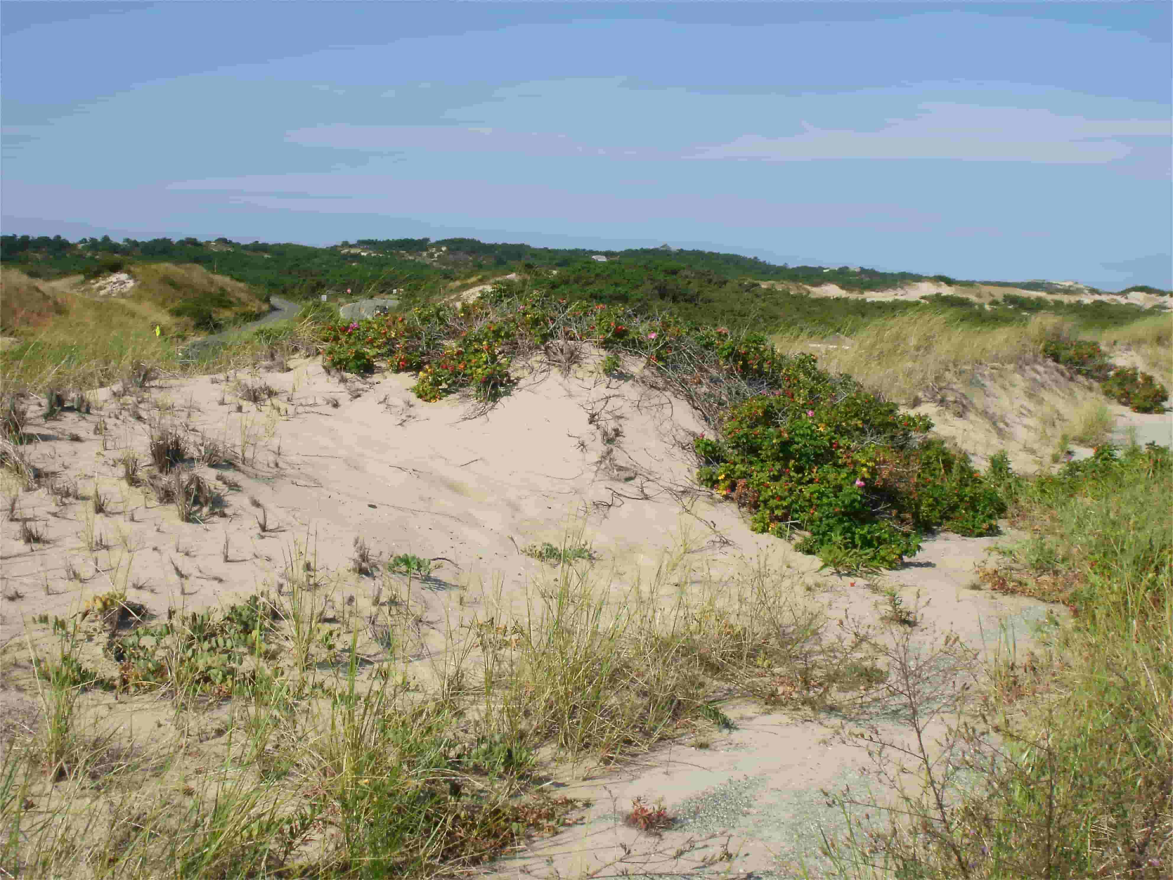 Secrets Of Massachusetts's Race Point Sand Dunes | TouristSecrets