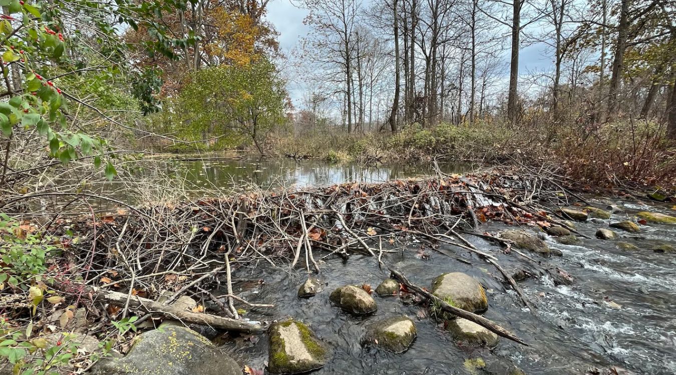 Secrets Of Michigan's Tahquamenon River Beaver Dams | TouristSecrets